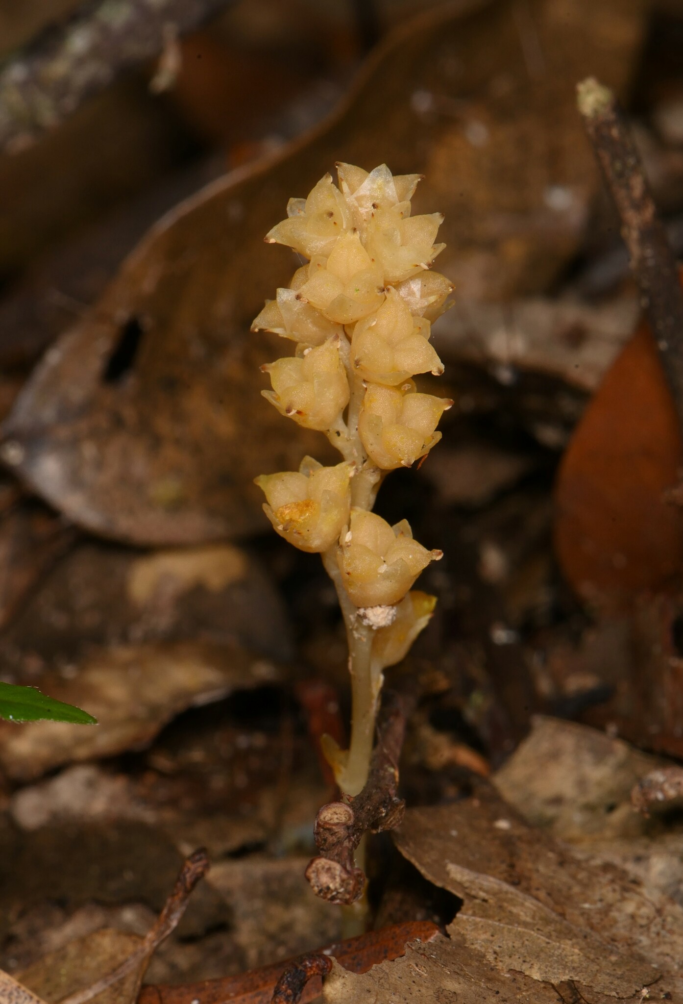 Petrosavia sakuraii (Makino) J.J.Sm. ex Steenis