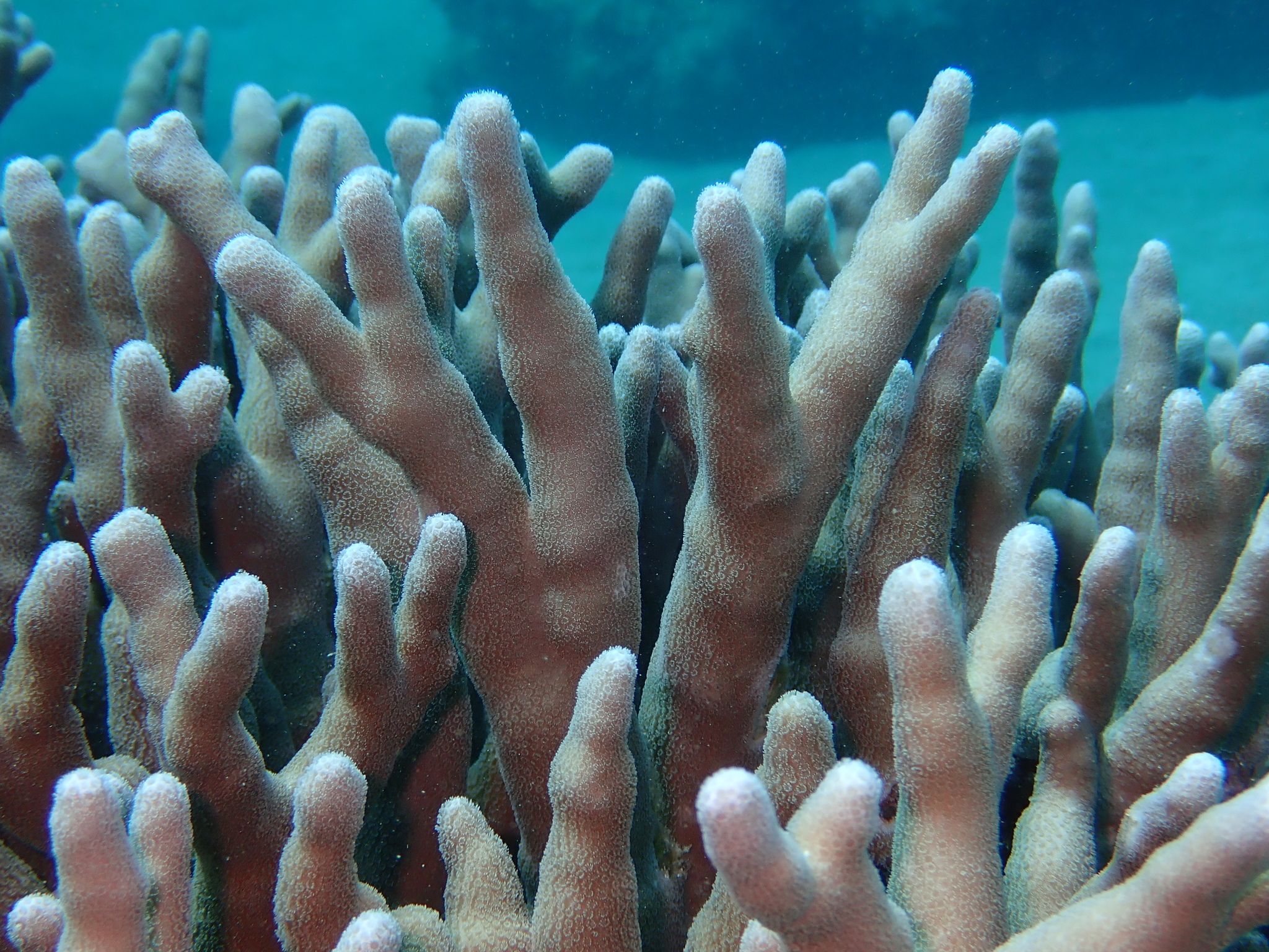 Porites cylindrica Dana, 1846