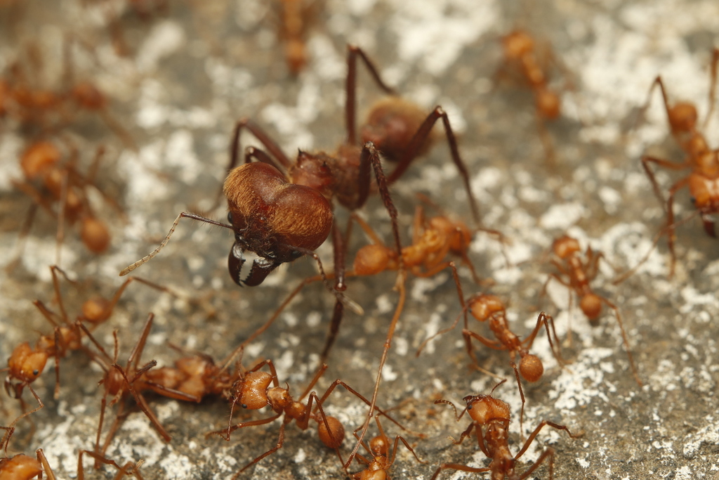 Hormiga arriera roja (Formicidae en Ibague, Colombia) · iNaturalist
