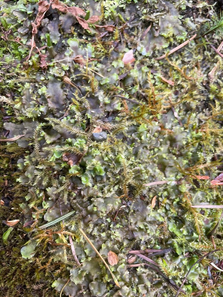 pellias from UBC, University Endowment Lands, BC, Canada on April 05 ...