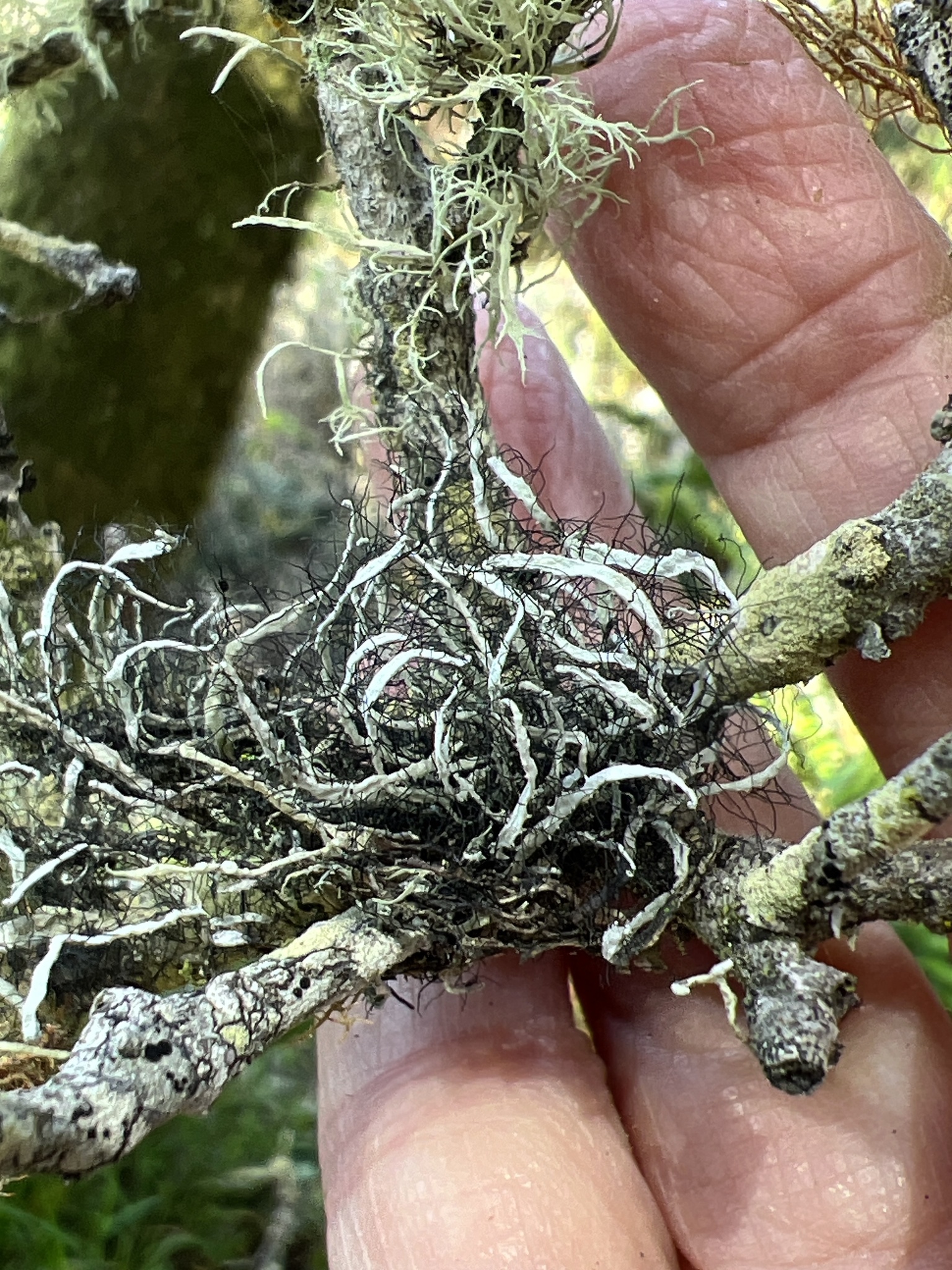 Leucodermia leucomelos (L.) Kalb