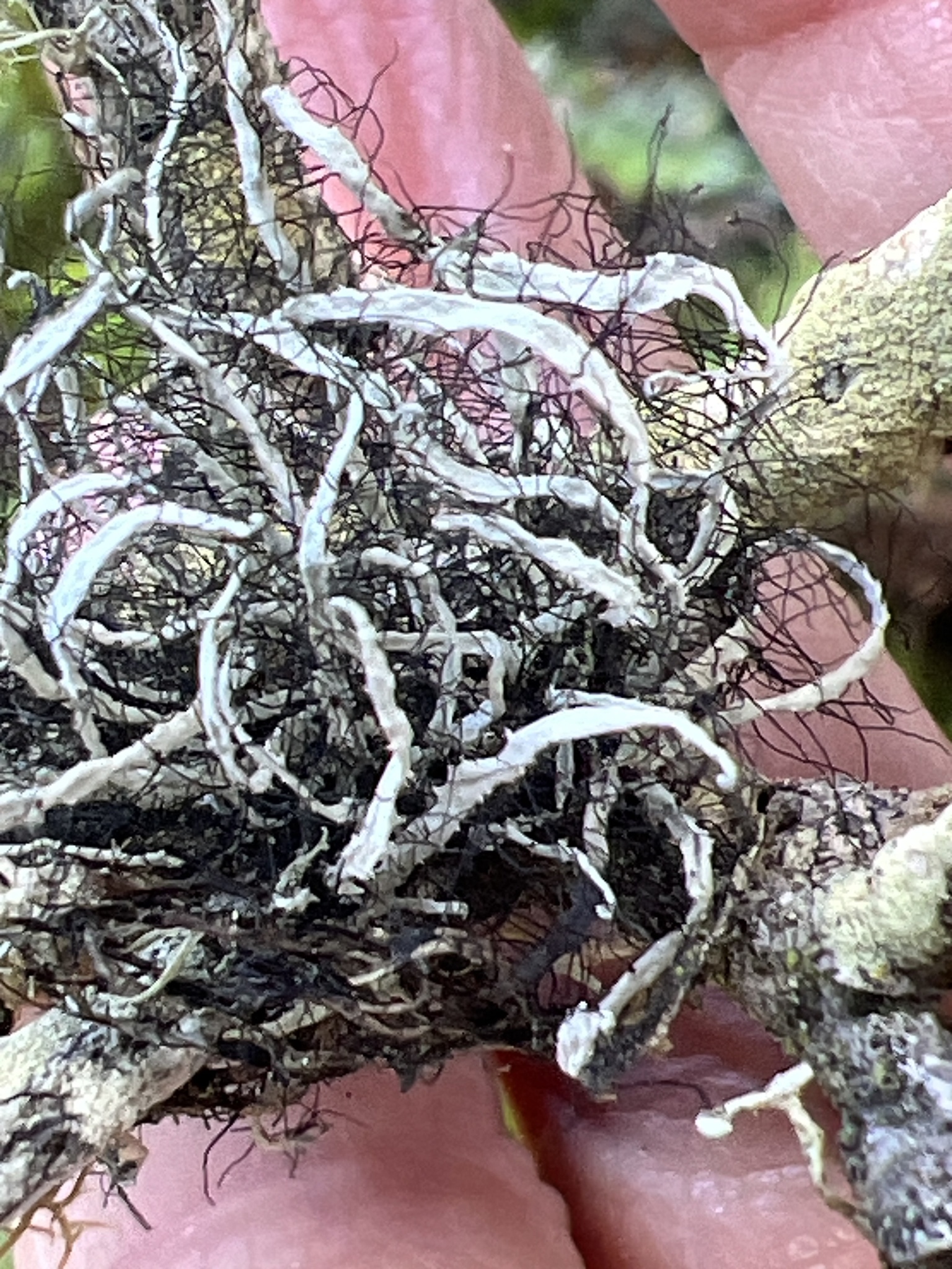Leucodermia leucomelos (L.) Kalb