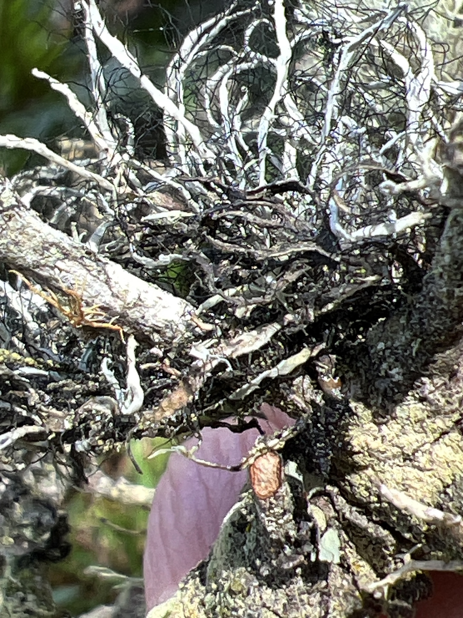 Leucodermia leucomelos (L.) Kalb