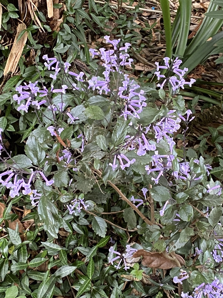 spurflowers from The Crescent, Forest Lodge, NSW, AU on April 22, 2023 ...