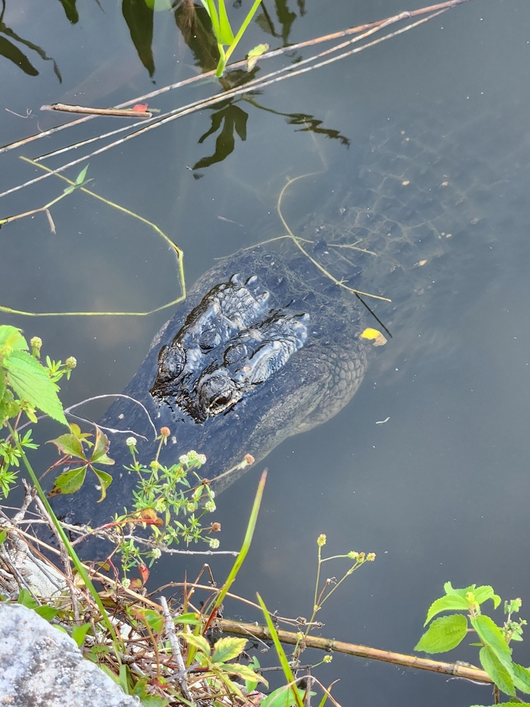 American Alligator from 980 NW 123rd Ct on April 15, 2023 at 06:45 PM ...