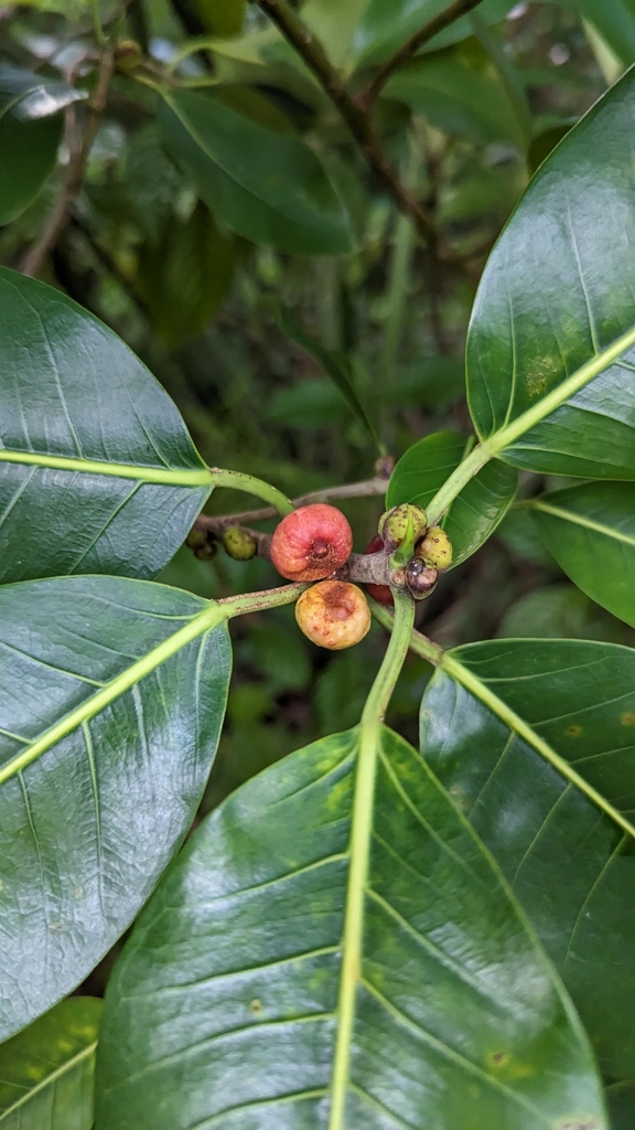 Florida Strangler Fig from Kendall, FL 33183, USA on April 13, 2023 at ...