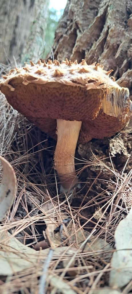 Boletellus ananiceps from West Gosford NSW 2250, Australia on April 26 ...
