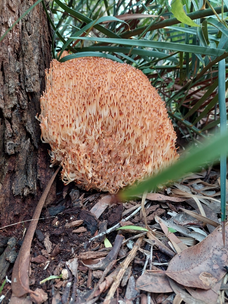 Aphelaria from Pennant Hills NSW 2120, Australia on April 26, 2023 at ...