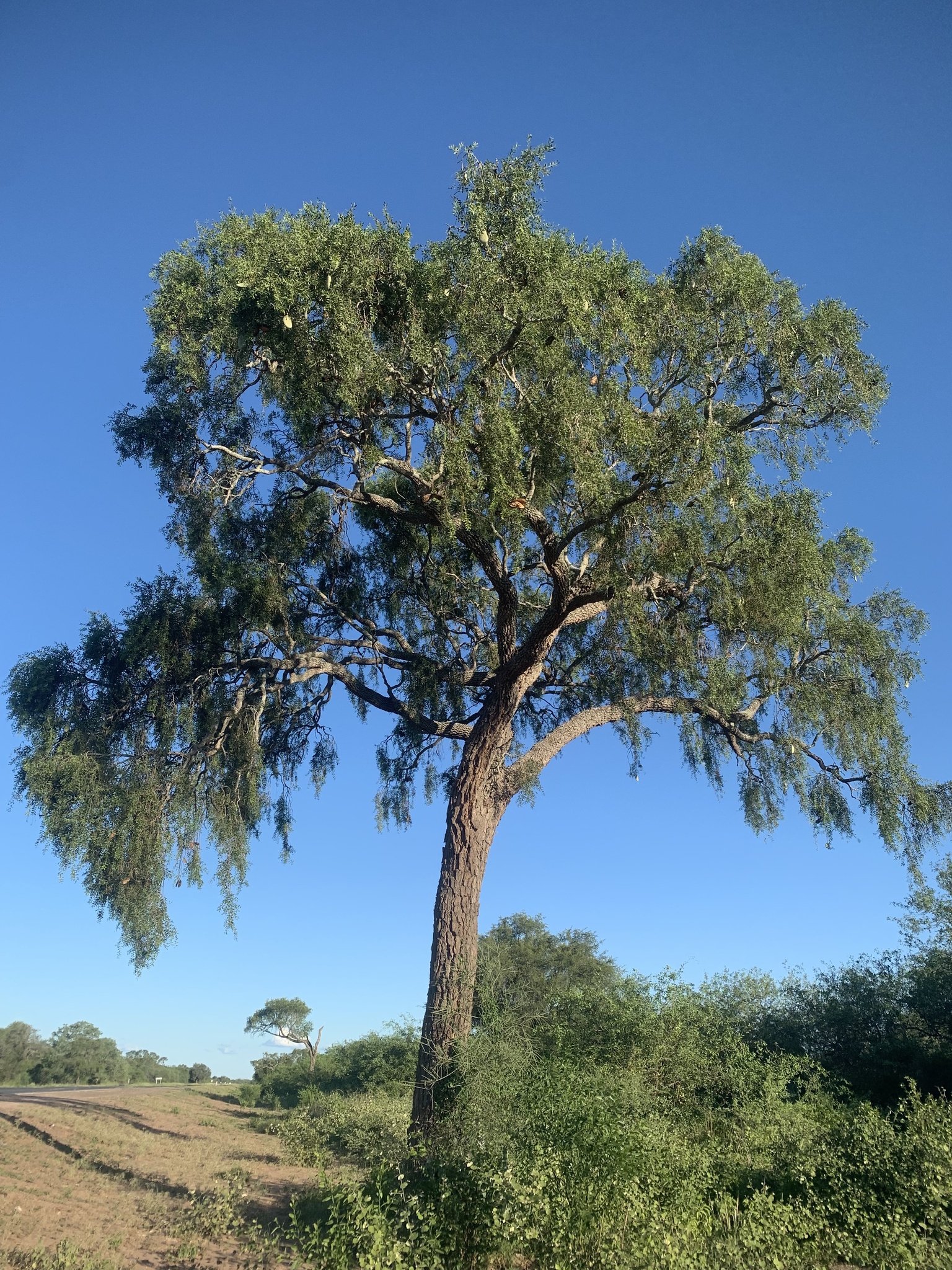 Aspidosperma quebracho-blanco Schltdl.