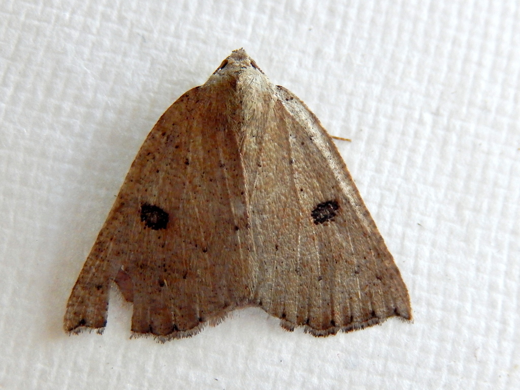 Pointed Cape Moth from Sydney NSW, Australia on April 26, 2023 at 08:35 ...