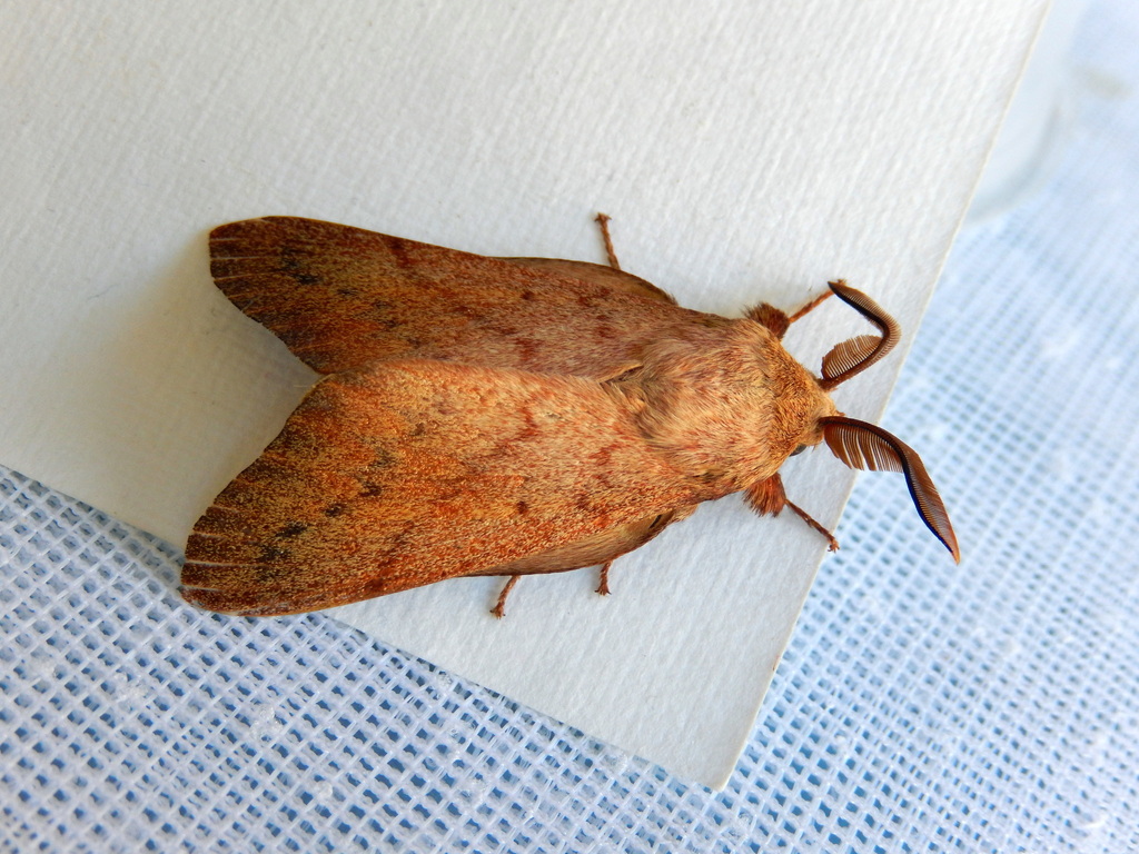 Gum Snout Moth from Sydney NSW, Australia on April 26, 2023 at 08:53 AM ...