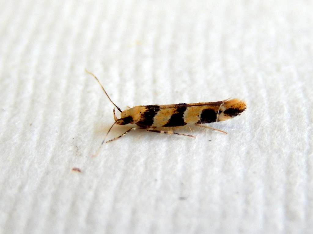 Labdia bryomima from Sydney NSW, Australia on April 26, 2023 at 09:21 ...