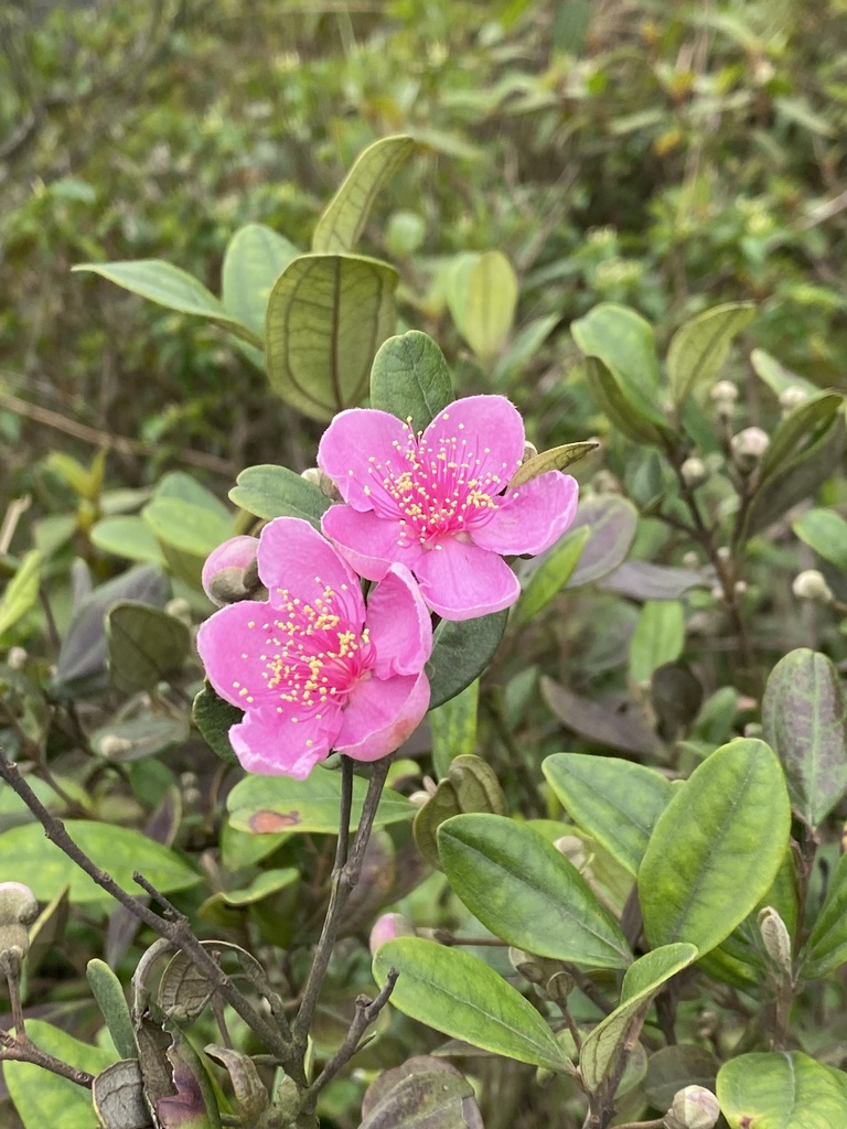 Rose Myrtle from Lantau Island, Lantau Island, New Territories, HK on ...