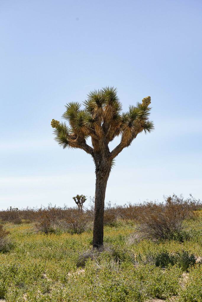 Joshua Tree from Los Angeles County, CA, USA on April 04, 2023 at 10:38 ...