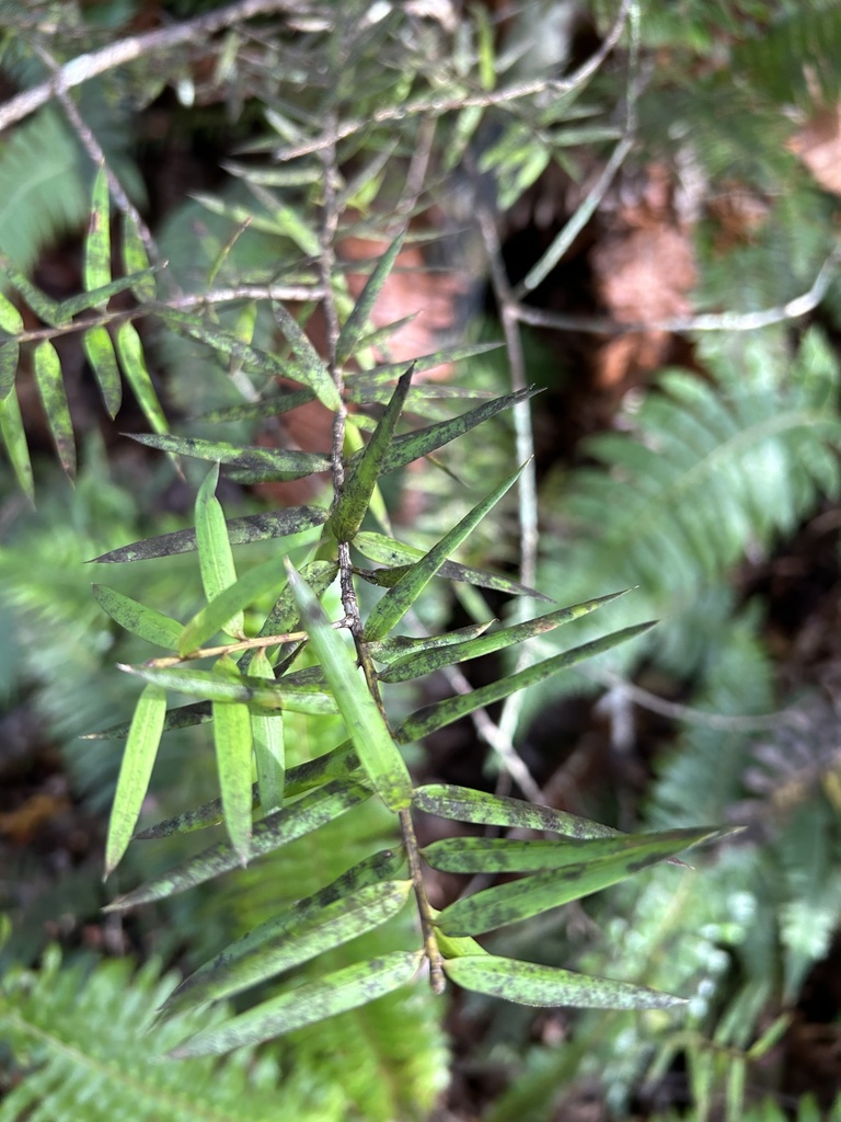 Podocarps from Arthur's Pass National Park, Arthur's Pass, West Coast ...
