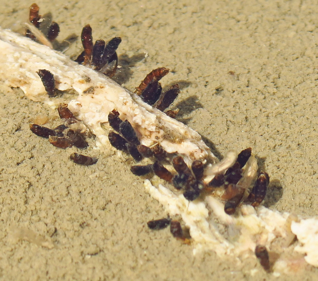 Arthropods from Mormon Point, Death Valley, Inyo County, CA, USA on ...