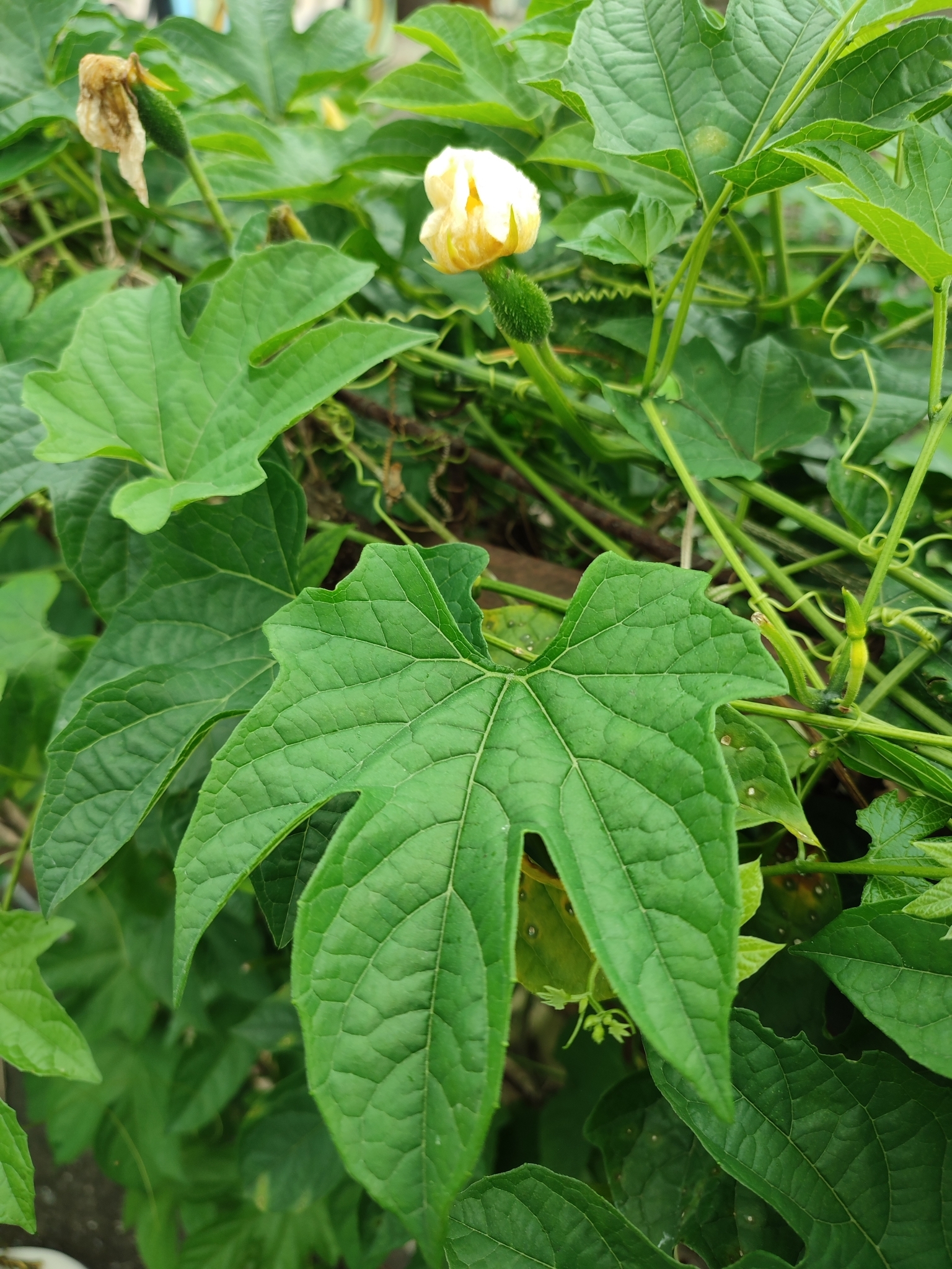 Momordica cochinchinensis (Lour.) Spreng.