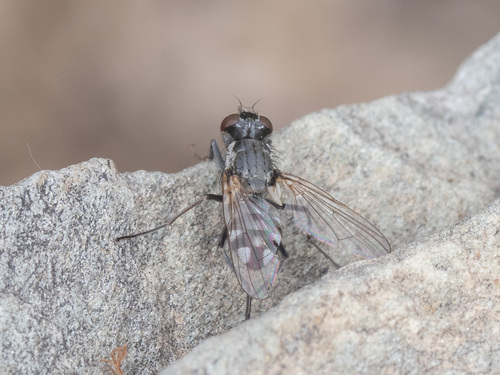 Lispe consanguinea · iNaturalist