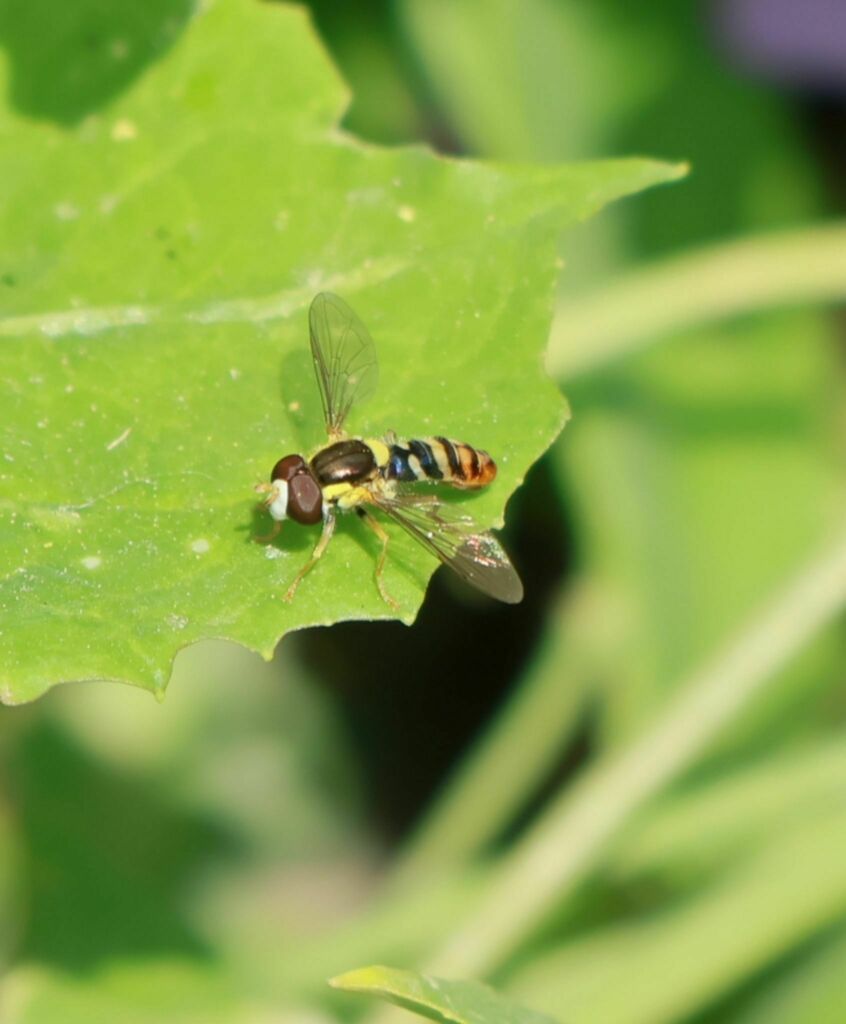 Rueppell's Globetail from 未定義的位置 on April 26, 2023 by sssssy · iNaturalist