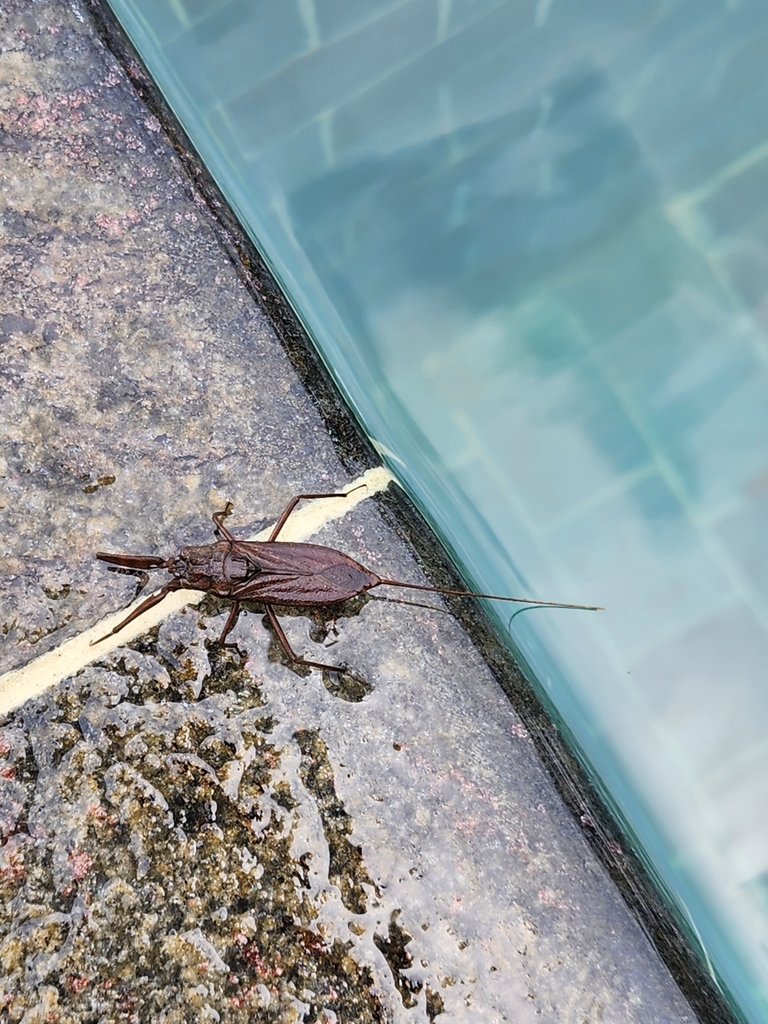 Laccotrephes from XCQ8+VJ8, Велигама, Шри-Ланка on April 26, 2023 at 12 ...