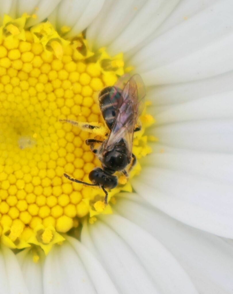 Lasioglossum from 未定義的位置 on April 26, 2023 by sssssy · iNaturalist