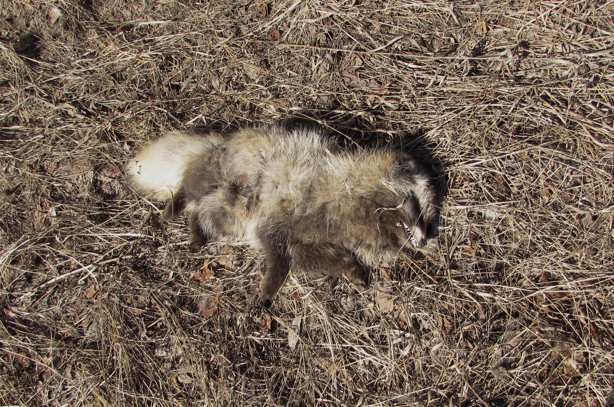 Nyctereutes procyonoides (Gray, 1834)