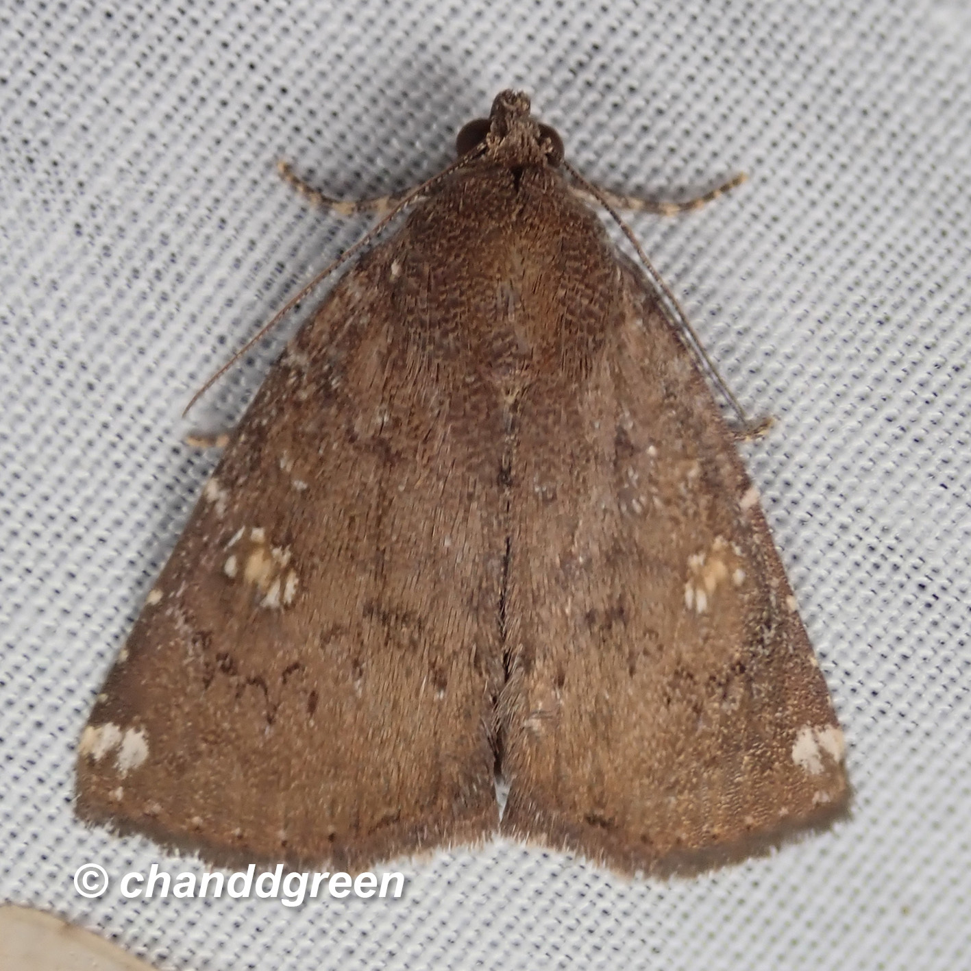 Amyna axis Guenée, 1852