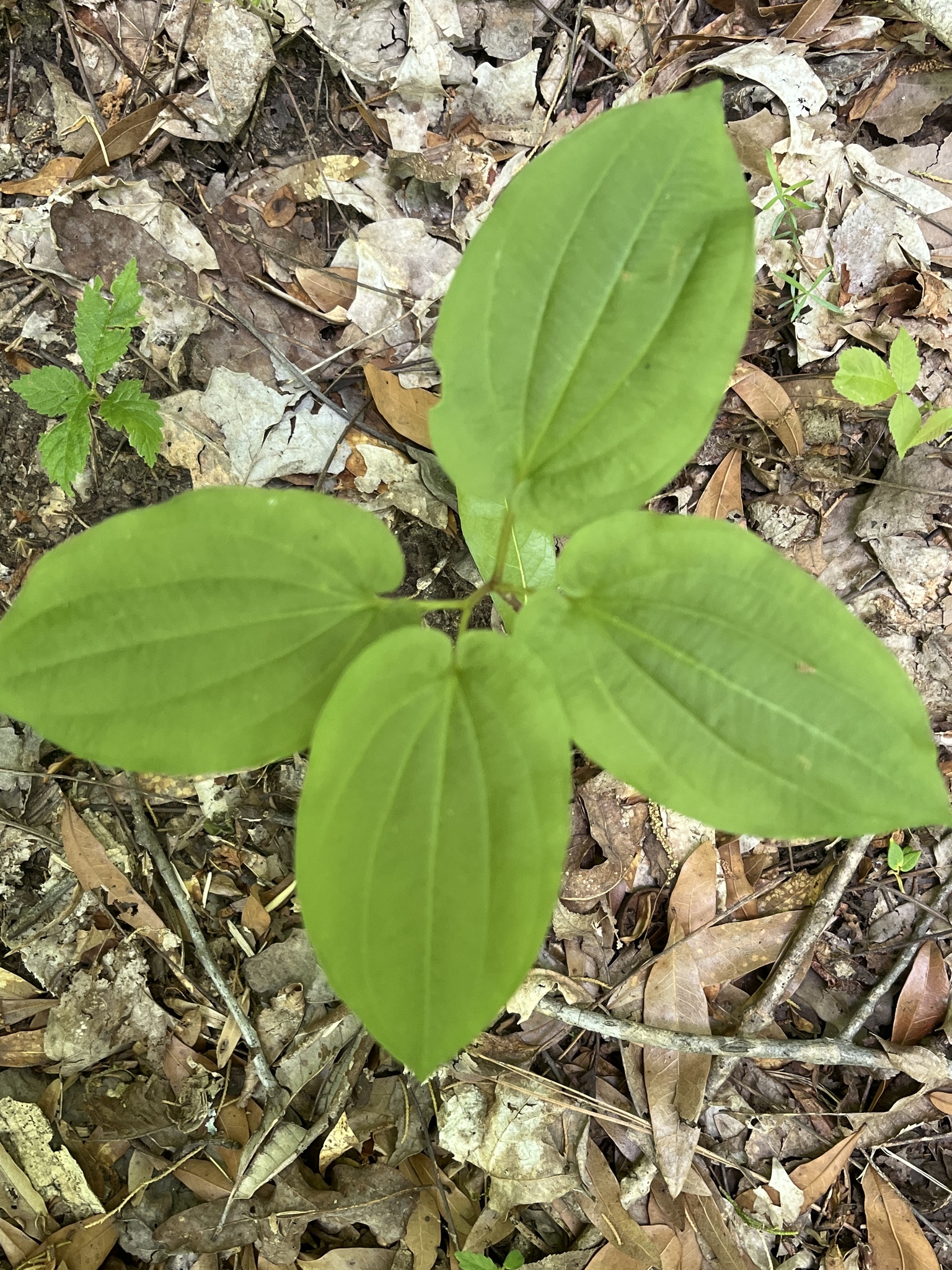 Croomia pauciflora (Nutt.) Torr.