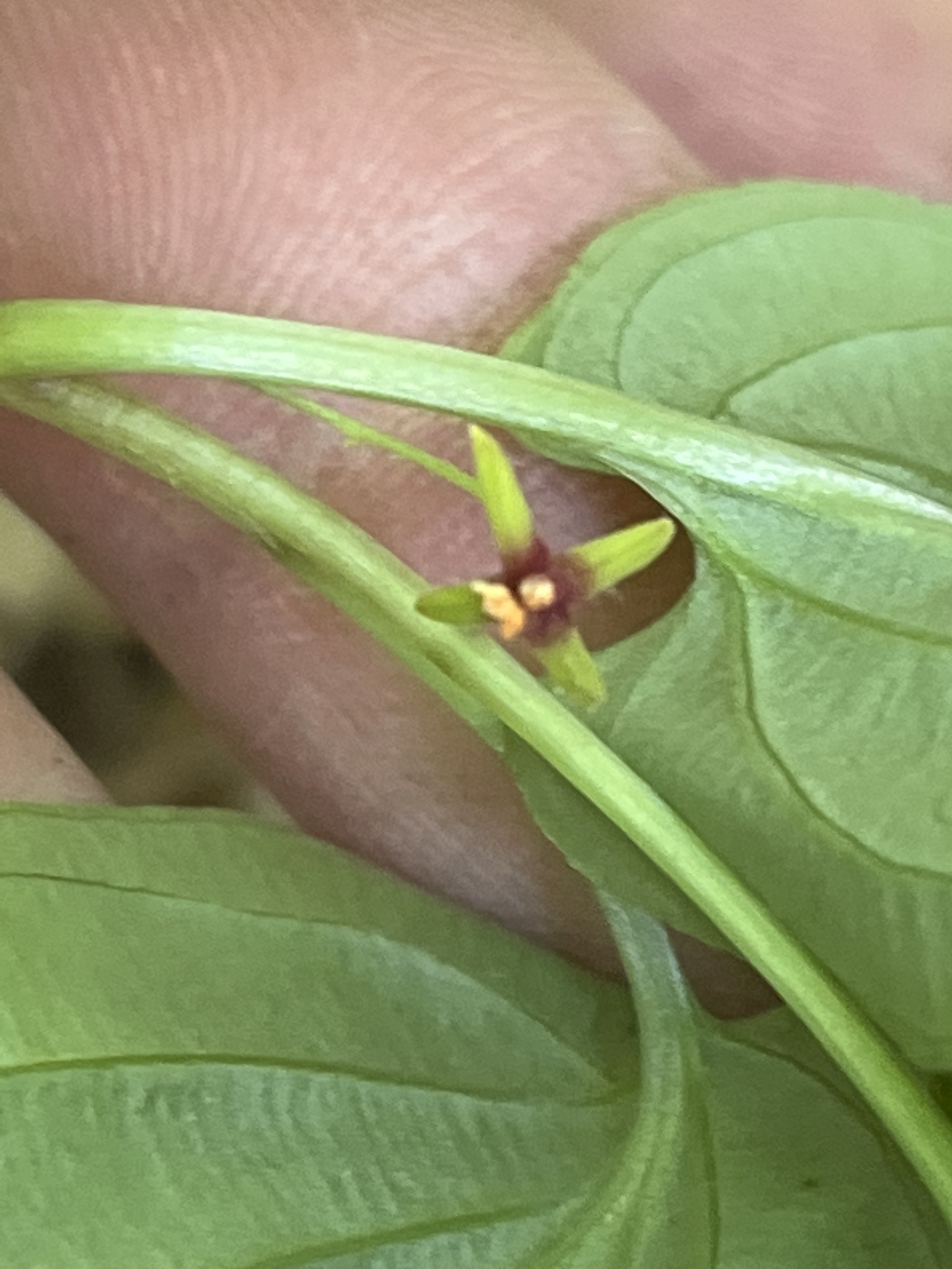 Croomia pauciflora (Nutt.) Torr.