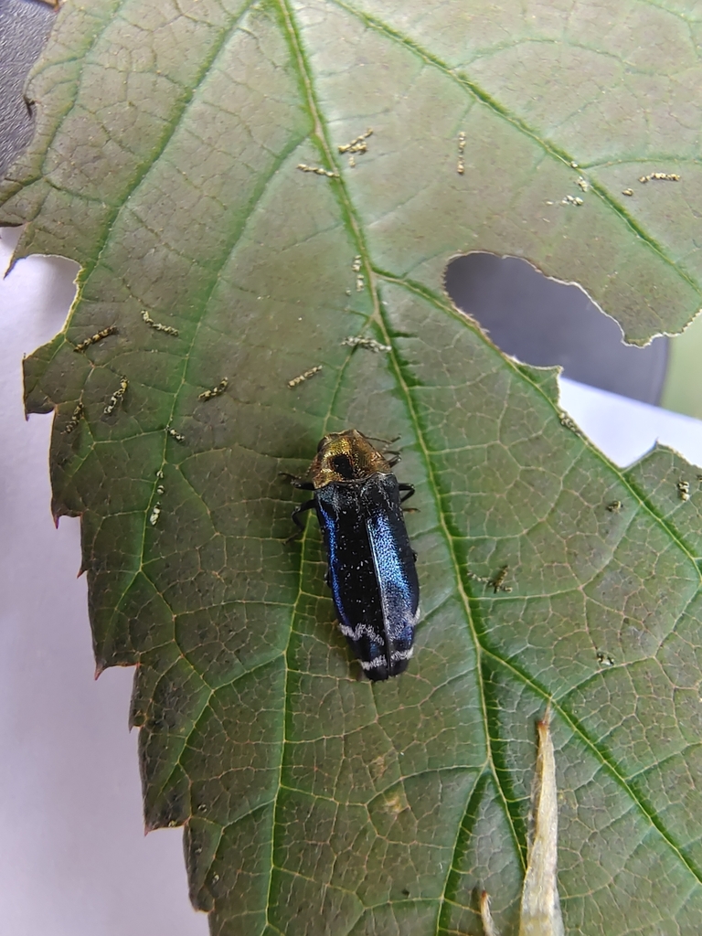 Coraebus from Yichun, CN-JX, CN on April 20, 2023 at 10:34 AM by ...