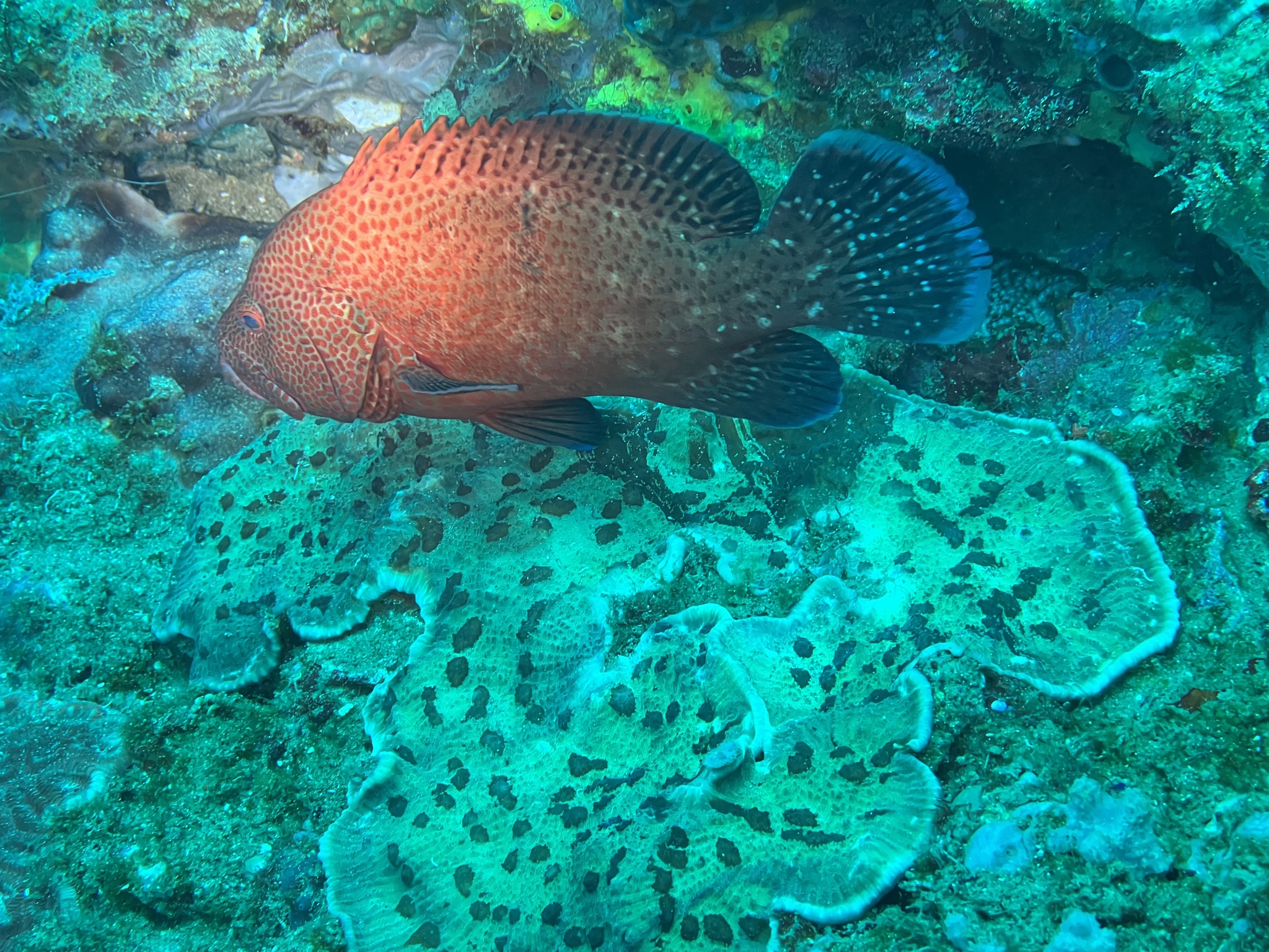 Cephalopholis sonnerati (Valenciennes, 1828)