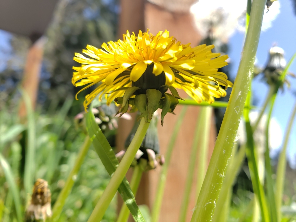 common dandelion (Taraxacum officinale) - Botanical Realm