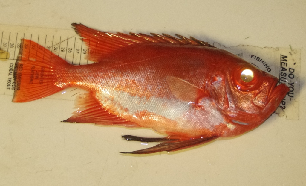 Longfin Bigeye (Cookeolus japonicus) - Marine Life Identification