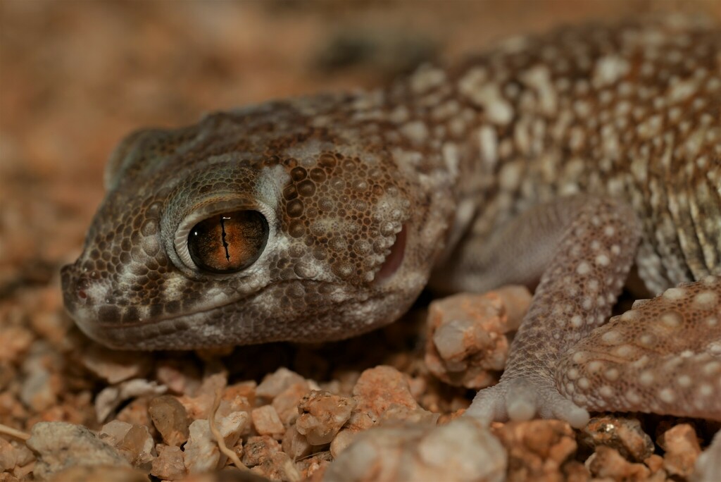 Namib Giant Ground Gecko from Klein-Aus Vista, near Geisterschlucht ...