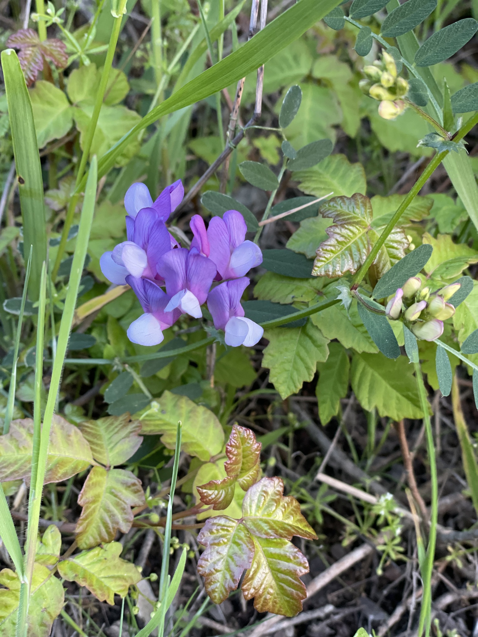 Vicia americana Muhl. ex Willd.