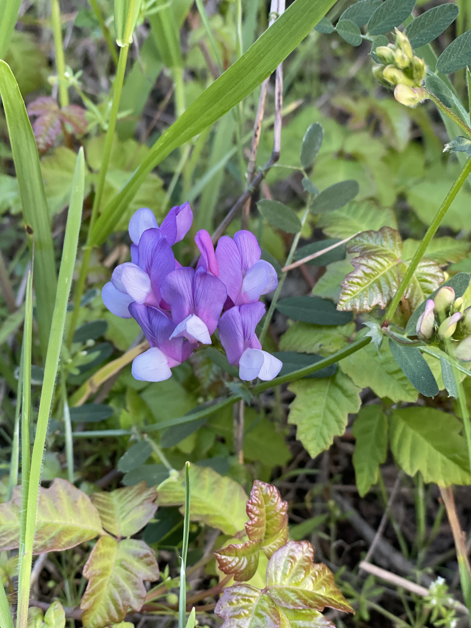 Vicia americana Muhl. ex Willd.