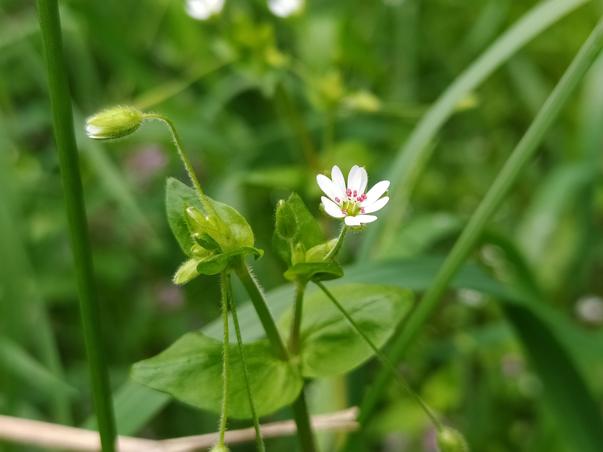 Stellaria neglecta (Lej.) Weihe