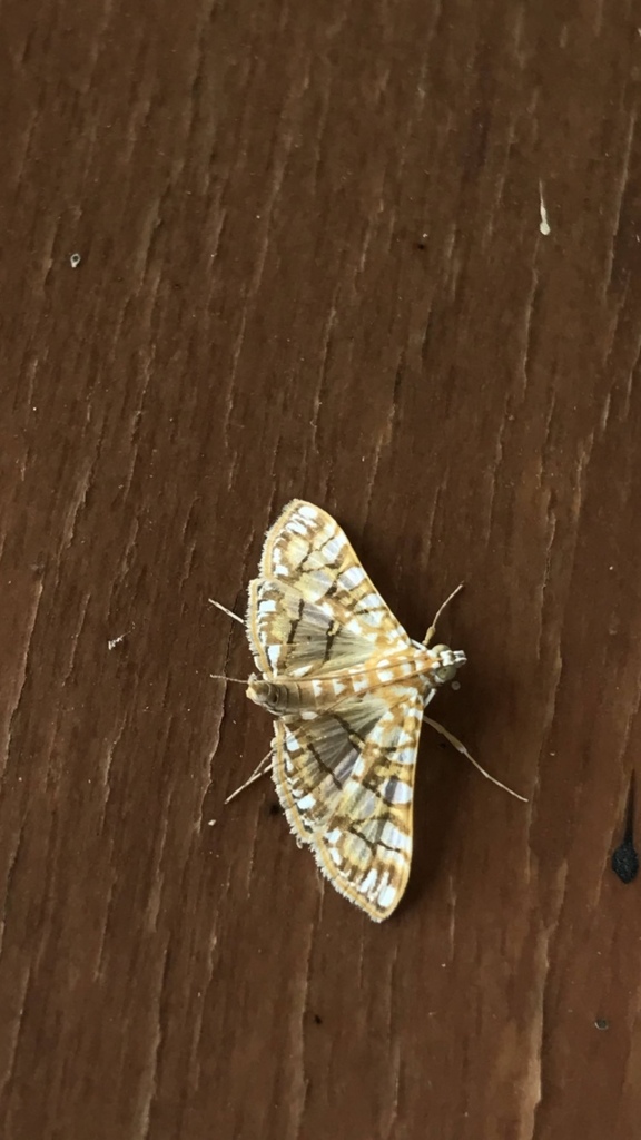 Variegated Pearl from Gandhinagar, Gandhinagar, GJ, IN on April 26 ...
