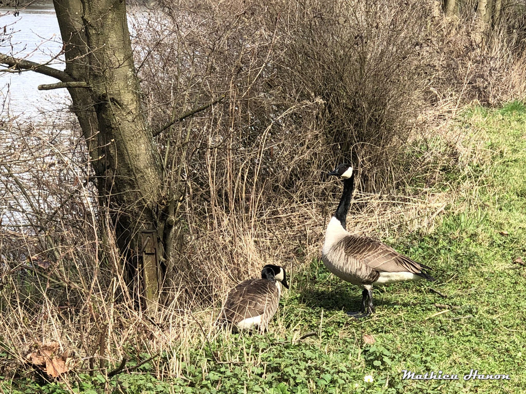 Canada Goose from Bord de Meuse, 5170 Lustin, Belgique on March 27 ...