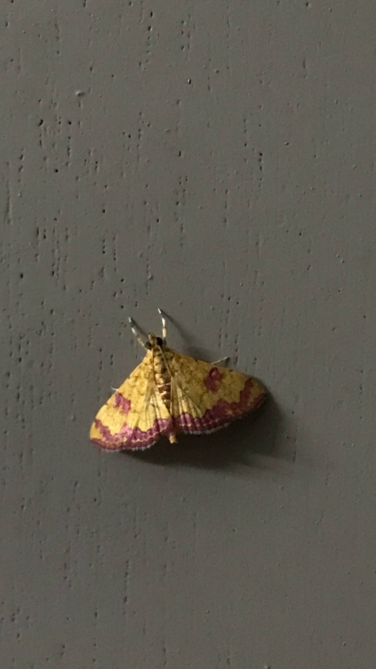 Isocentris filalis Guenée, 1854