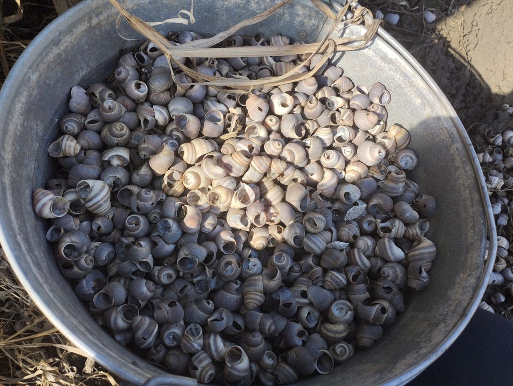 Common River-snail in April 2023 by savincevakira · iNaturalist