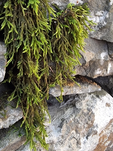 Genus Andoa · iNaturalist