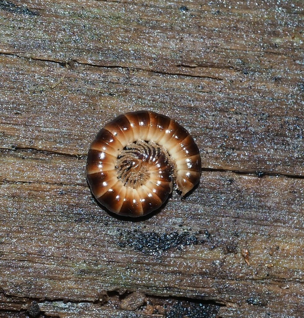 Dalodesmidae from Ada VIC 3833, Australia on April 23, 2023 at 11:19 AM ...