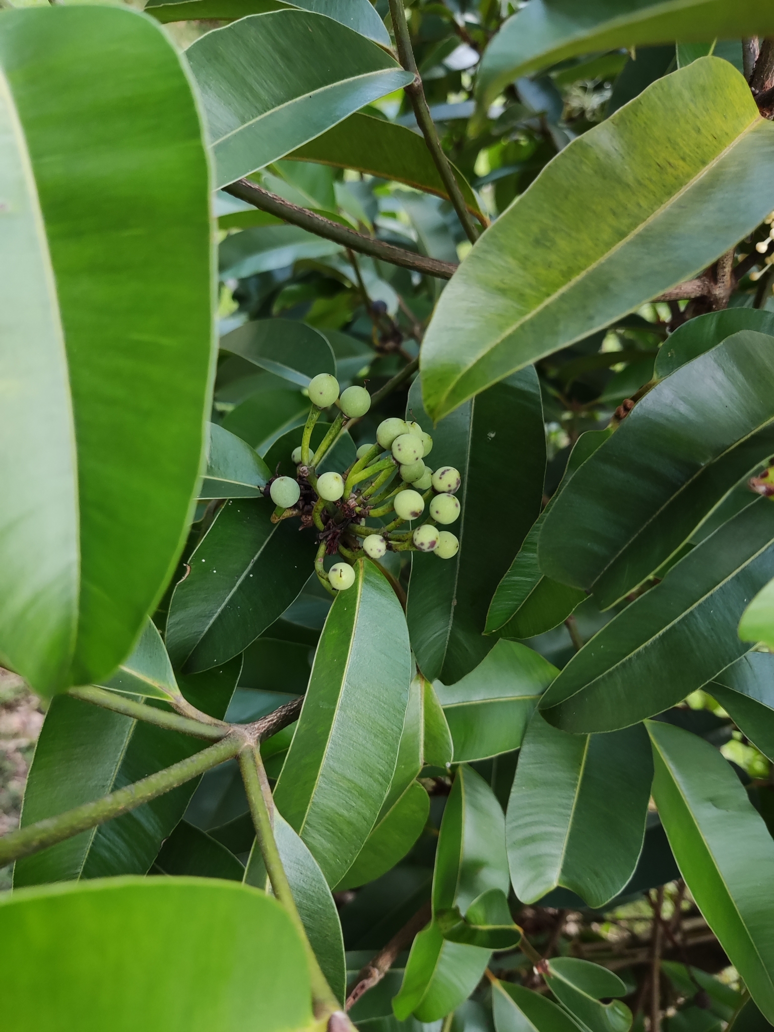 Calophyllum soulattri Burm.fil.