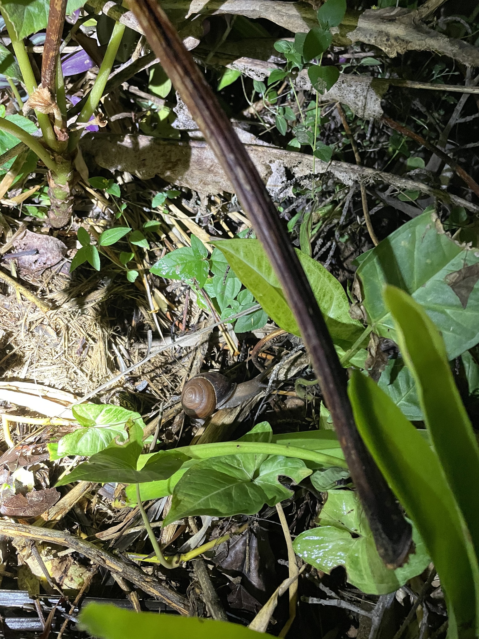 Sphaerospira Mörch, 1867