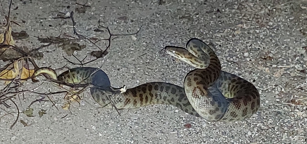 Children's Python from Winton QLD 4735, Australia on April 26, 2023 at ...