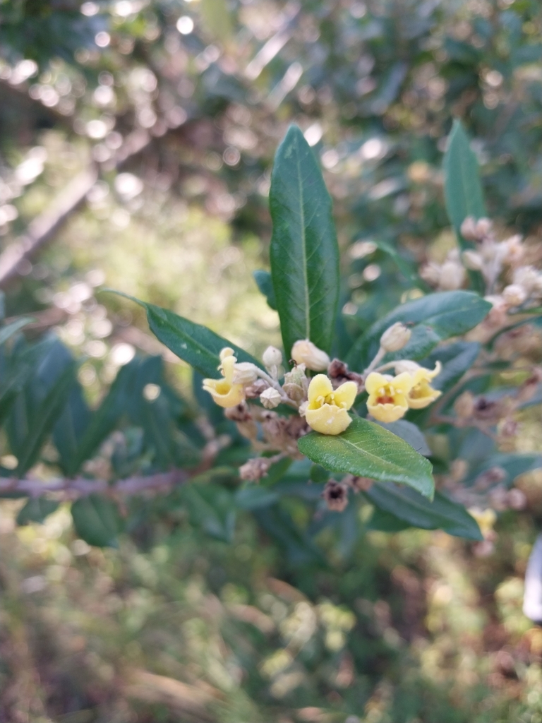 Pambati Tree from Dududu, South Africa on April 19, 2023 at 02:23 PM by ...