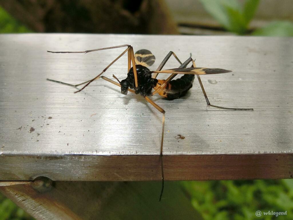 Pselliophora flavibasis from 香港藍田 on April 26, 2023 at 12:47 PM by ...