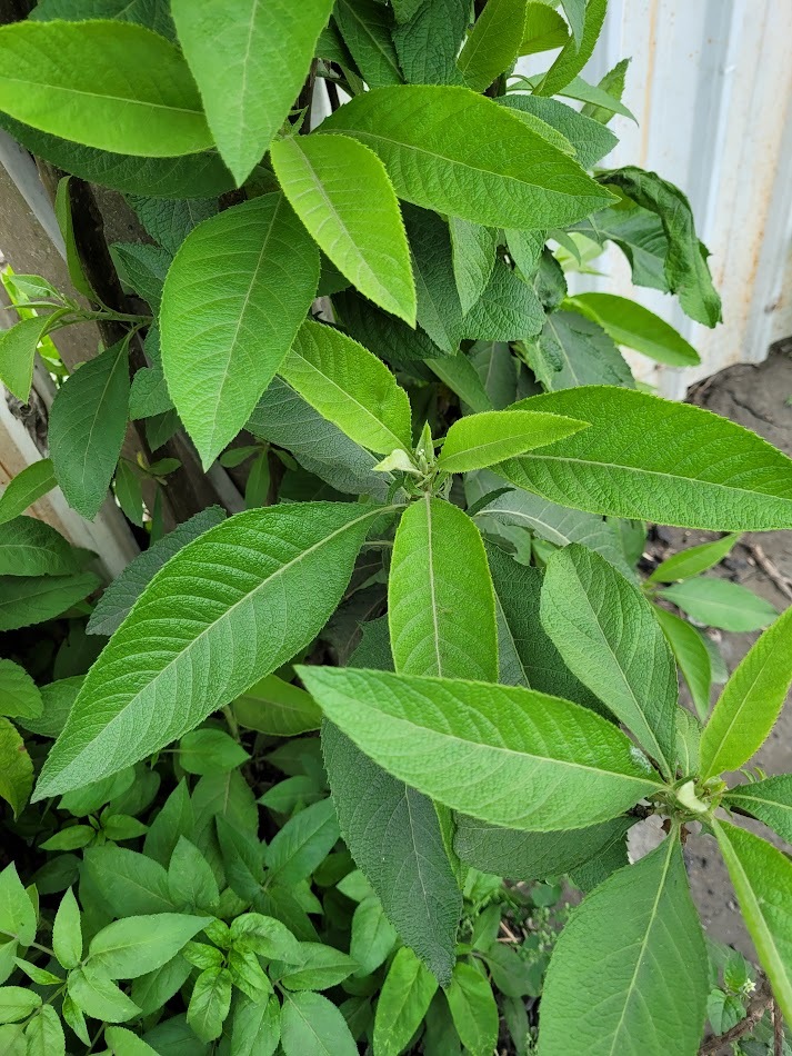 Blumea balsamifera (L.) DC.