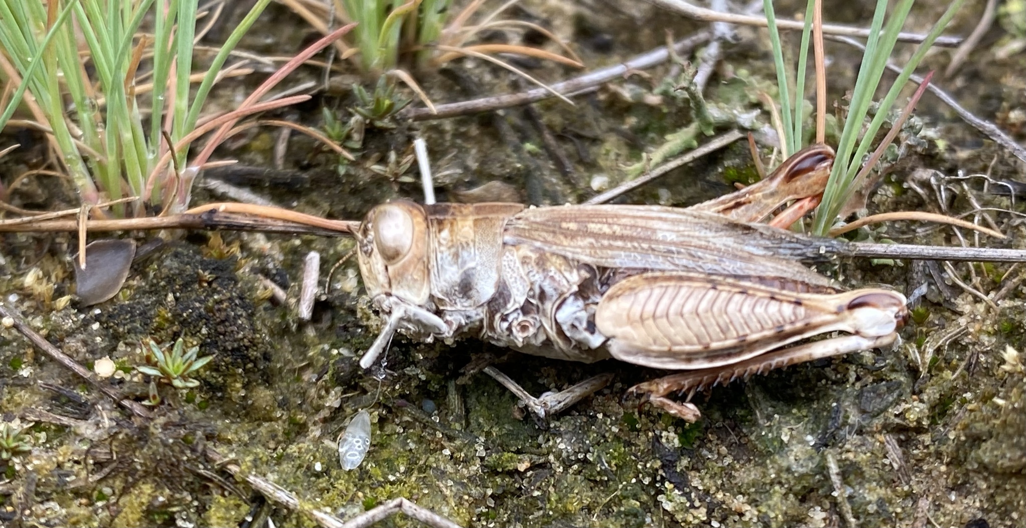 Calliptamus italicus (Linnaeus, 1758)